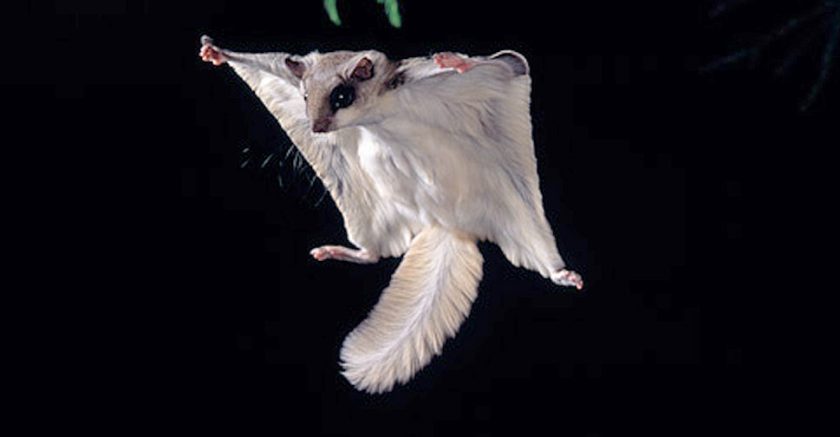 Flying squirrels in Pa. flying to extinction? - Observer-Reporter